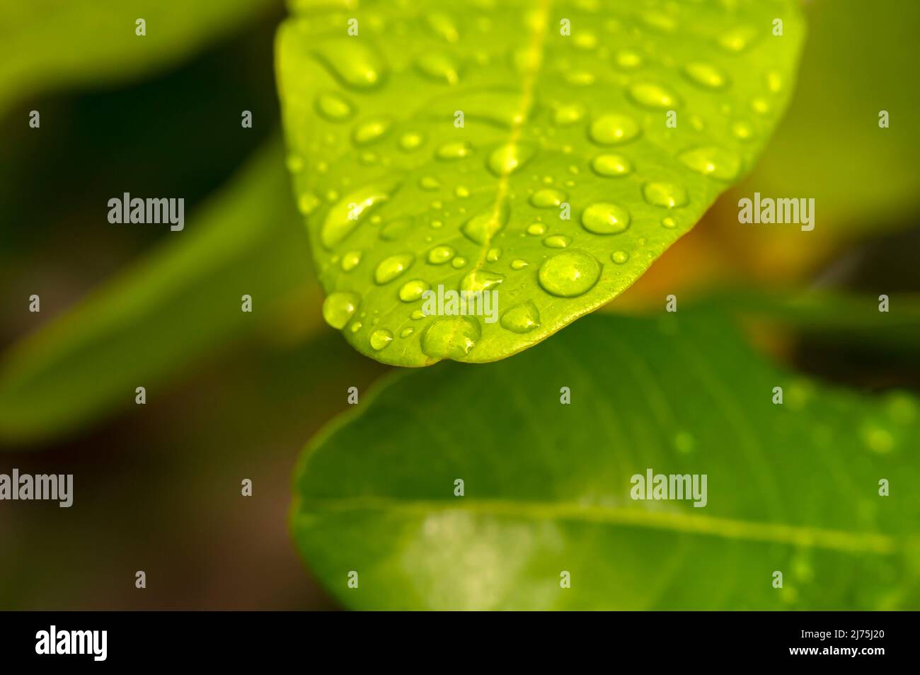 Water greenery background hi-res stock photography and images - Alamy