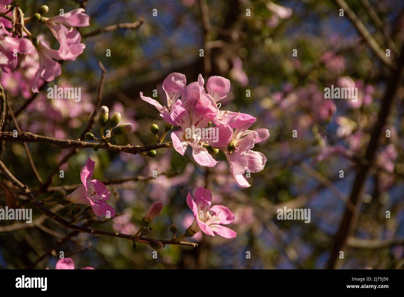 Goiânia, Goiás, Brazil – April 26, 2022: Detail of a large leafy tree ...