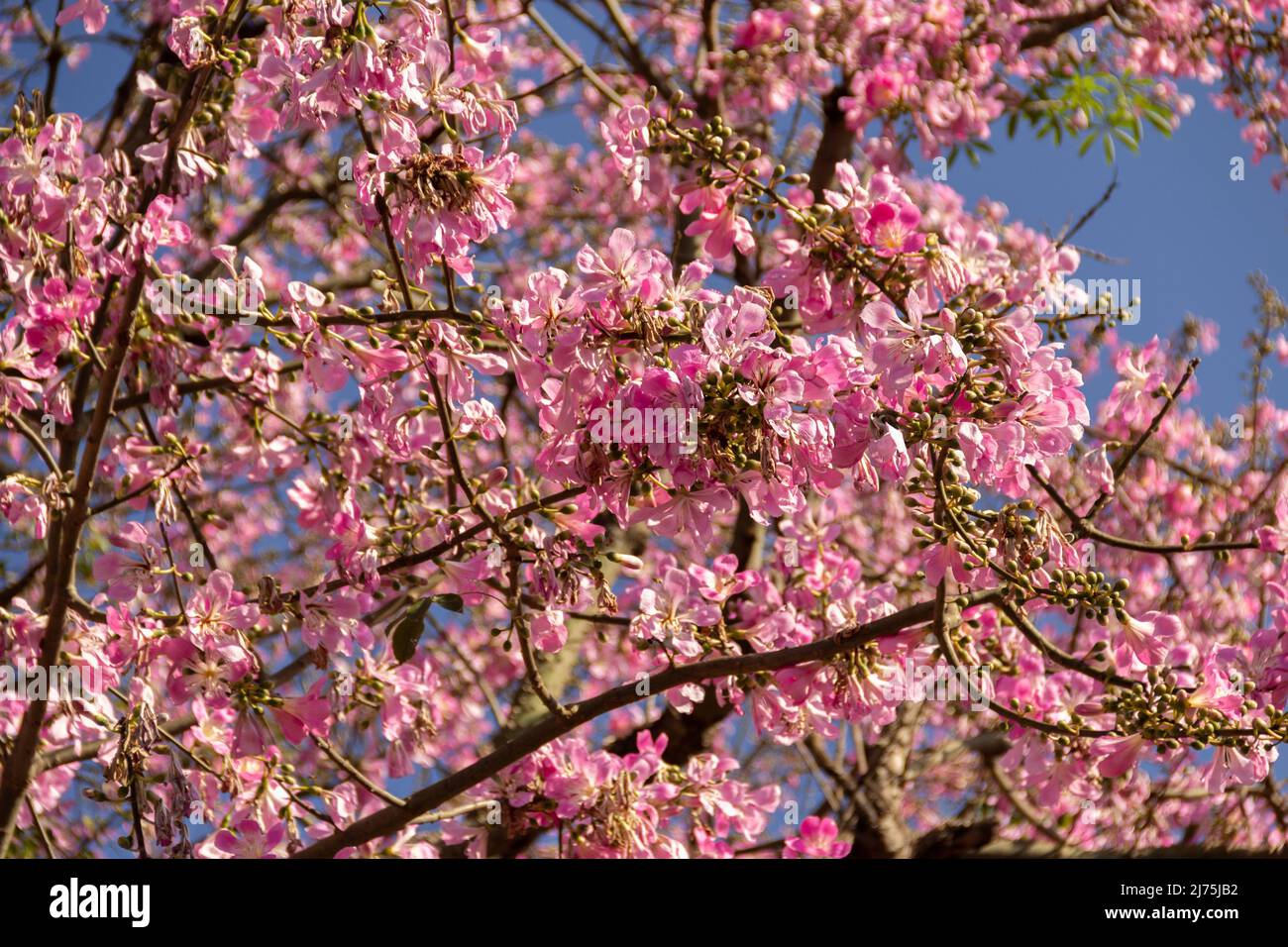 Goiânia, Goiás, Brazil – April 26, 2022: Detail of a large leafy tree ...