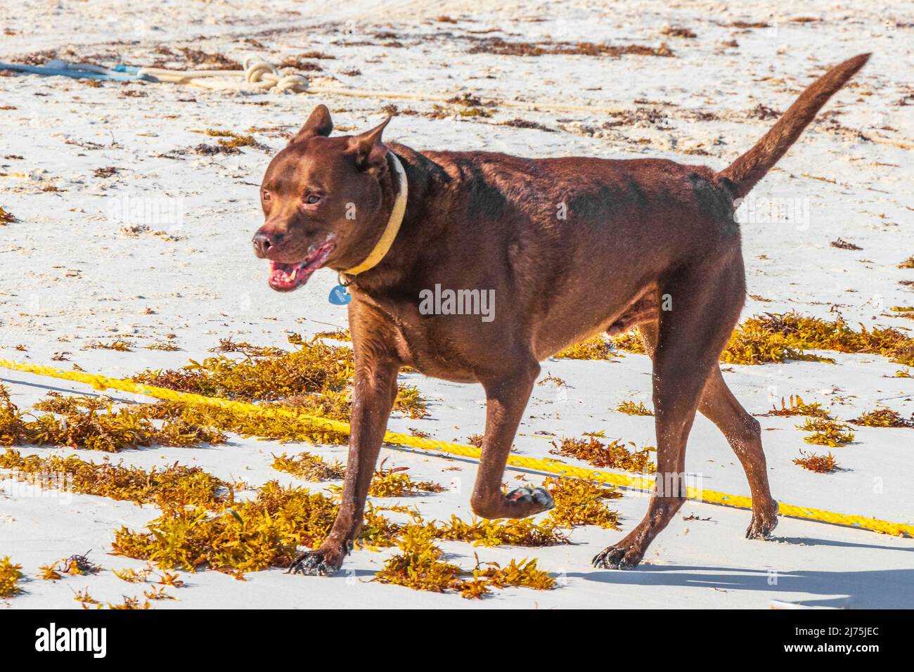 Black and brown dogs on the amazing and beautiful caribbean coast and ...