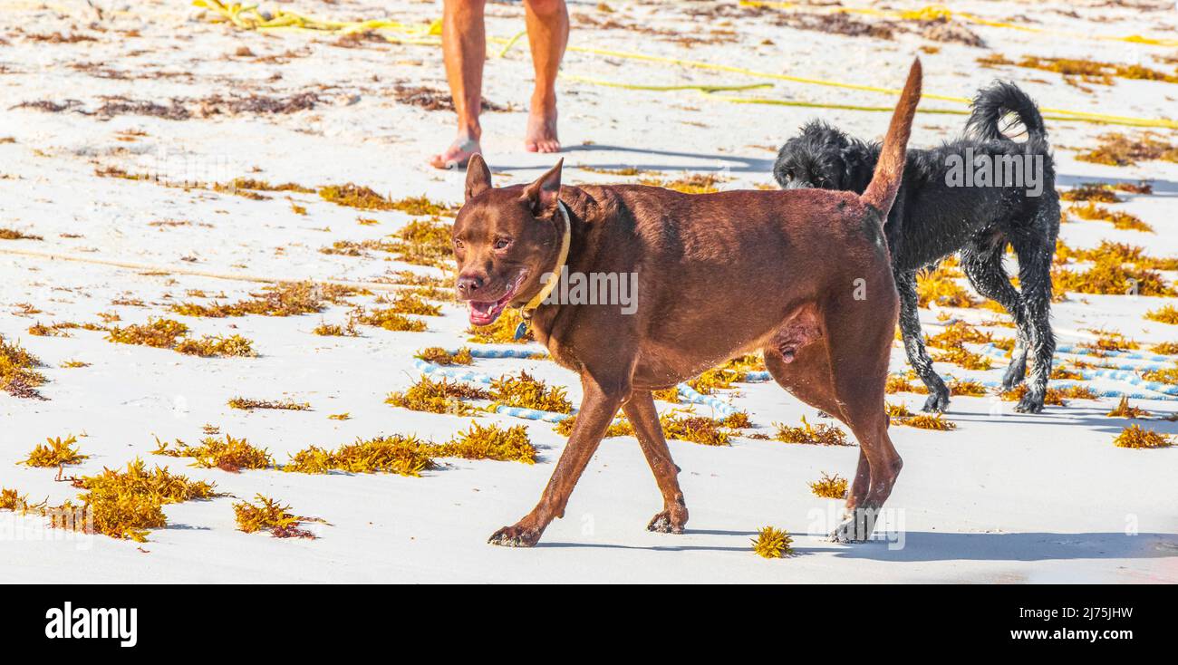 Black and brown dogs on the amazing and beautiful caribbean coast and ...
