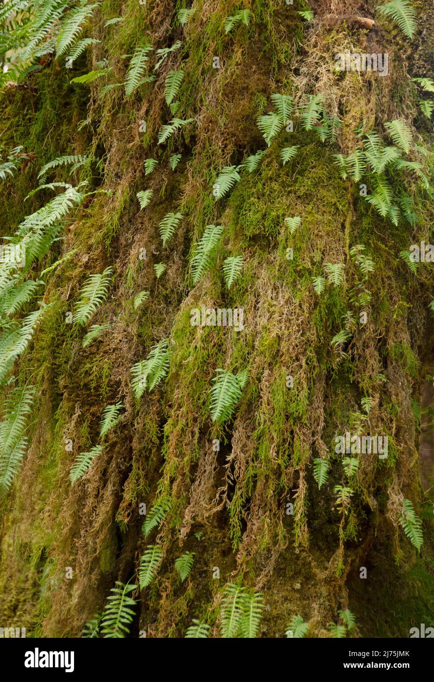Mossy forest, coast range, Oregon Stock Photo - Alamy