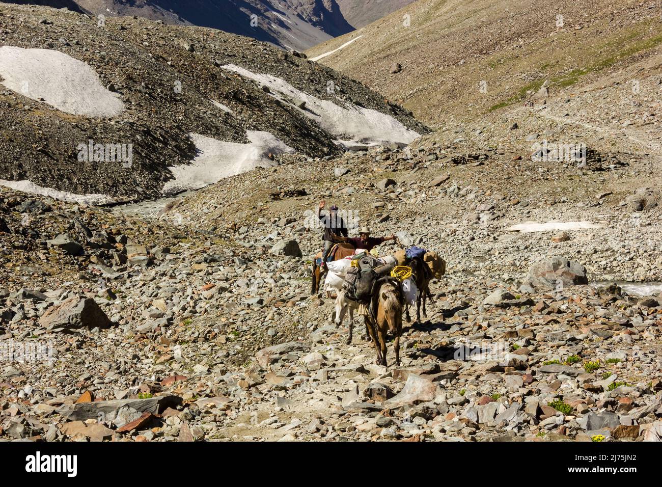 Mountain donkey in ladakh india hi-res stock photography and images - Alamy