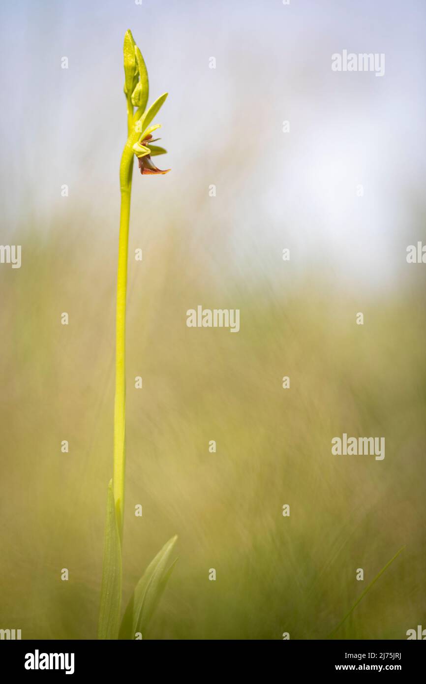 Fly orchid (Ophrys insectifera Stock Photo - Alamy