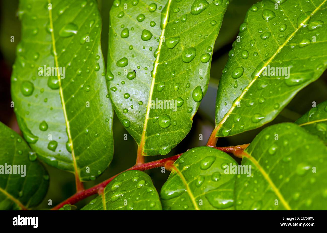 Longan (Dimocarpus longan) green leaves with water splash for natural ...