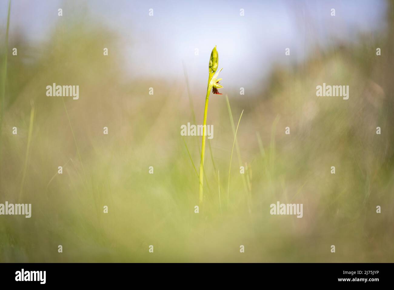 Fly orchid (Ophrys insectifera Stock Photo - Alamy