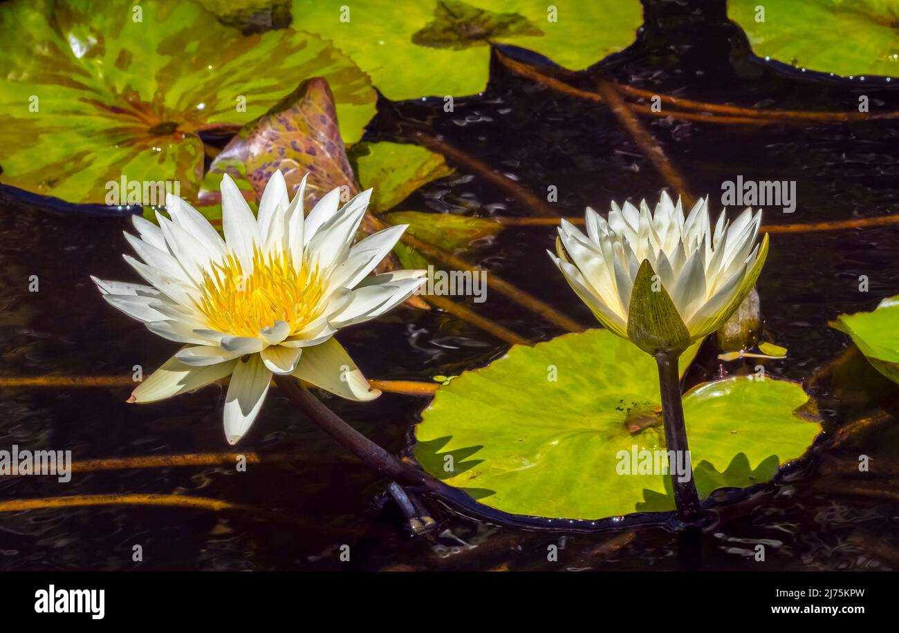 Pond water lilies blossoms hi-res stock photography and images - Alamy