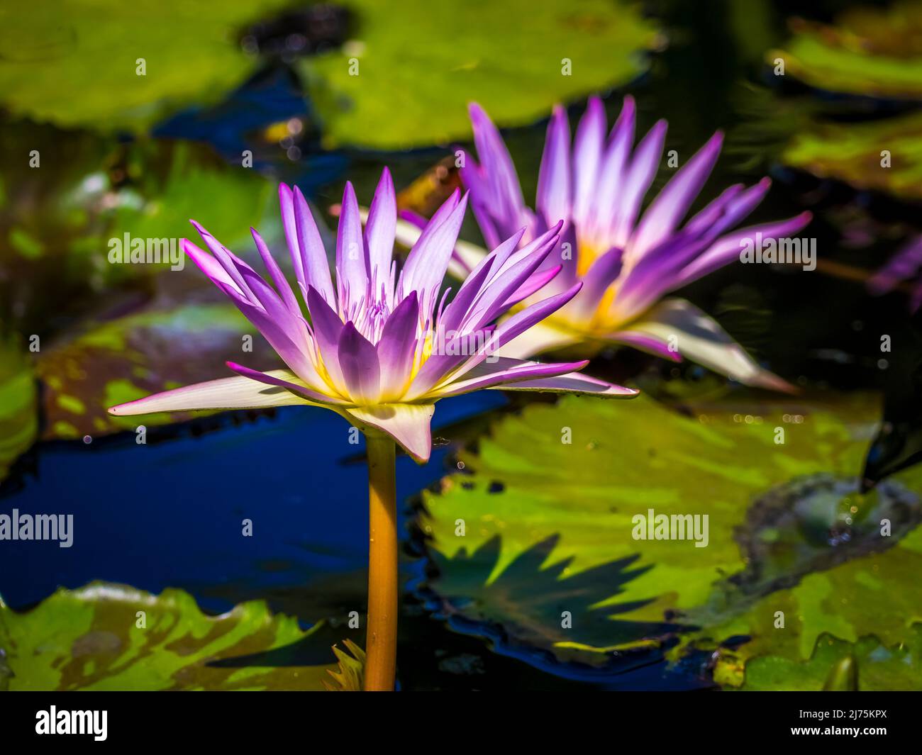 Bright colorful Water Lilies in a pond Stock Photo - Alamy