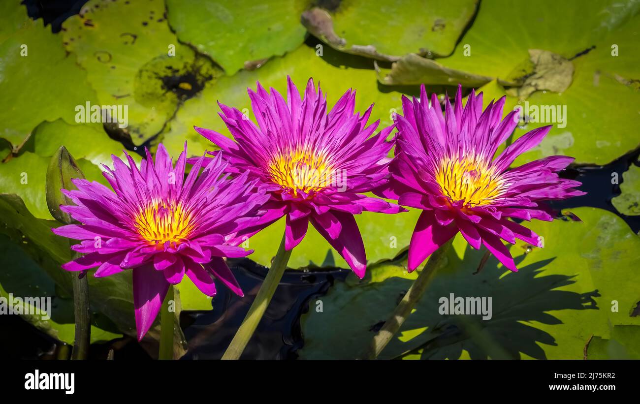 Tropical water lilies hi-res stock photography and images - Alamy