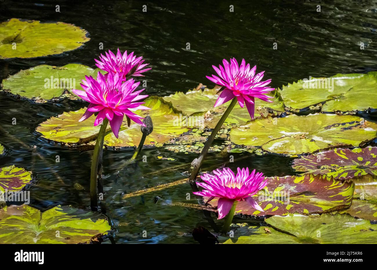 Tropical water lilies hi-res stock photography and images - Alamy