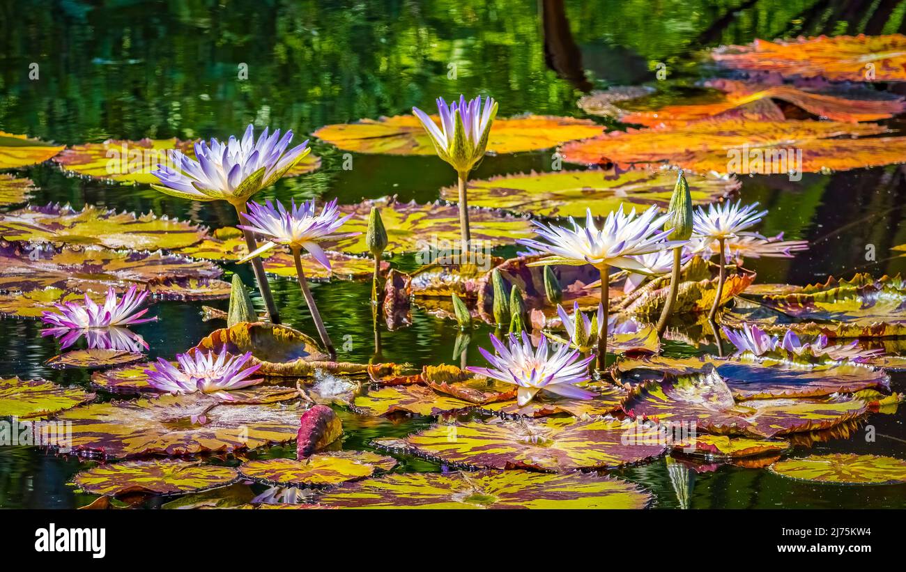 Pond water lilies blossoms hi-res stock photography and images - Alamy