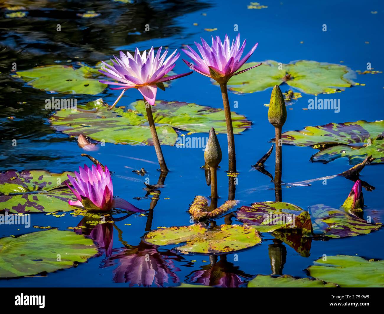 Waterlilies pond hi-res stock photography and images - Alamy