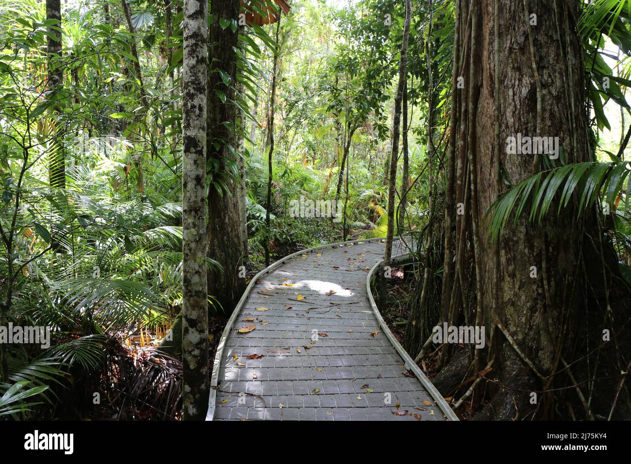 Boardwalk view while hicking in nature Stock Photo - Alamy