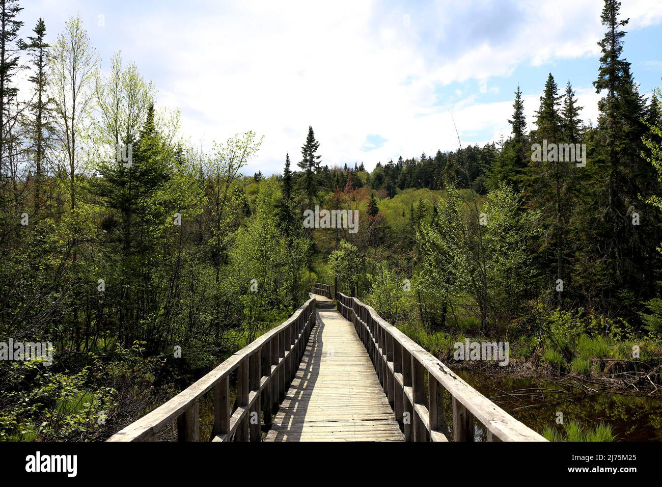 Boardwalk view while hicking in nature Stock Photo - Alamy