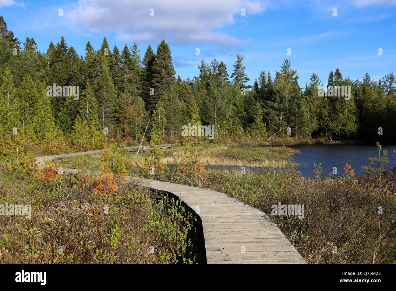 Boardwalk view while hicking in nature Stock Photo - Alamy