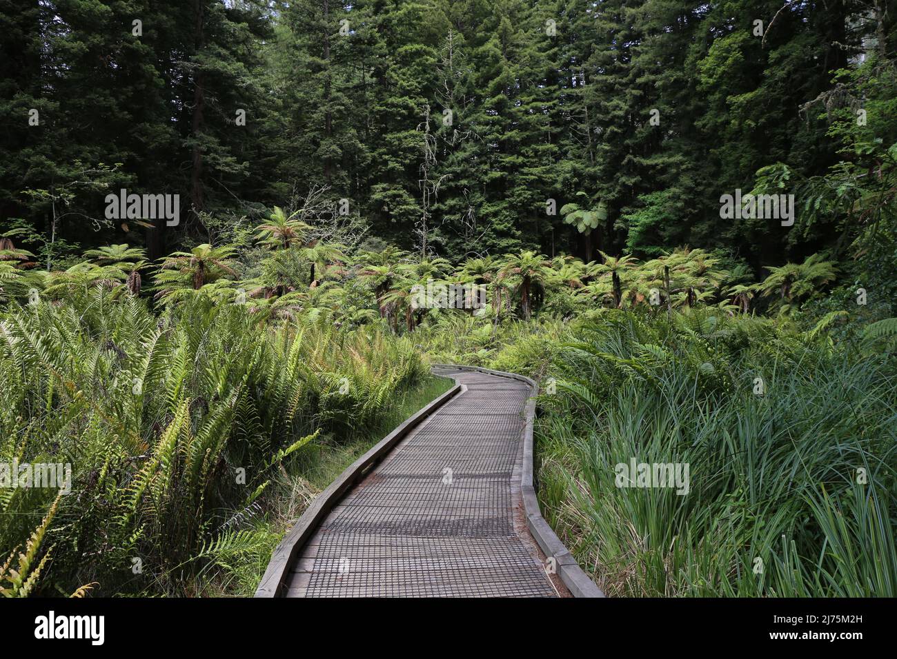 Boardwalk view while hicking in nature Stock Photo - Alamy