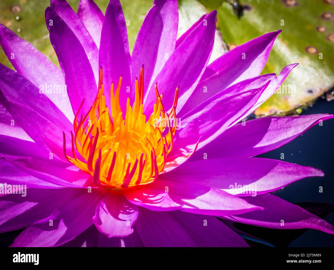 Bright tropical flower hi-res stock photography and images - Alamy