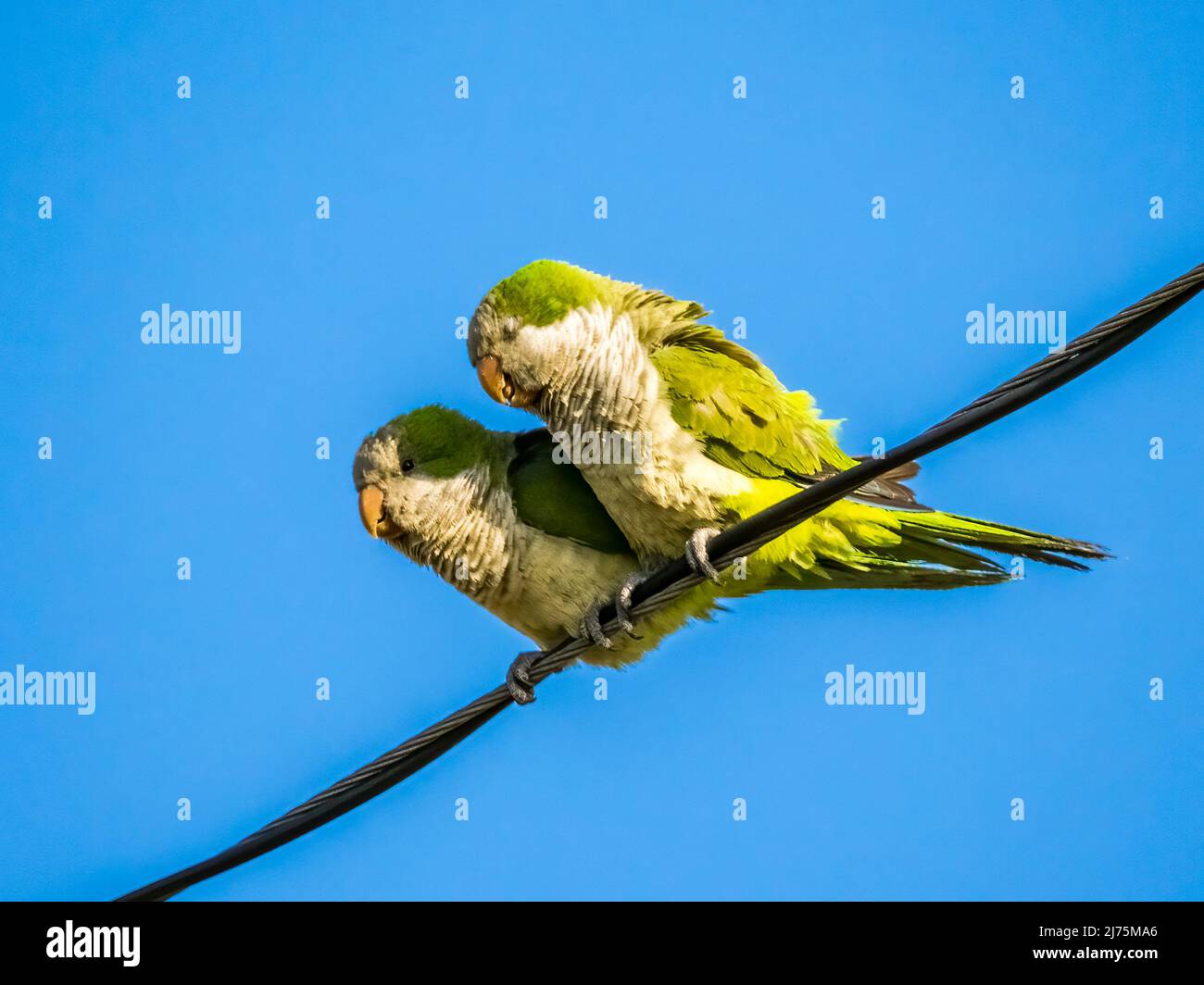 Wild Parakeets sitting on an electric line against a blue sky in ...