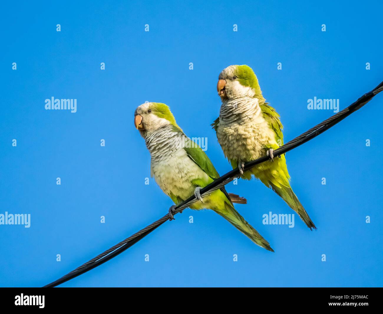 Wild Parakeets sitting on an electric line against a blue sky in ...