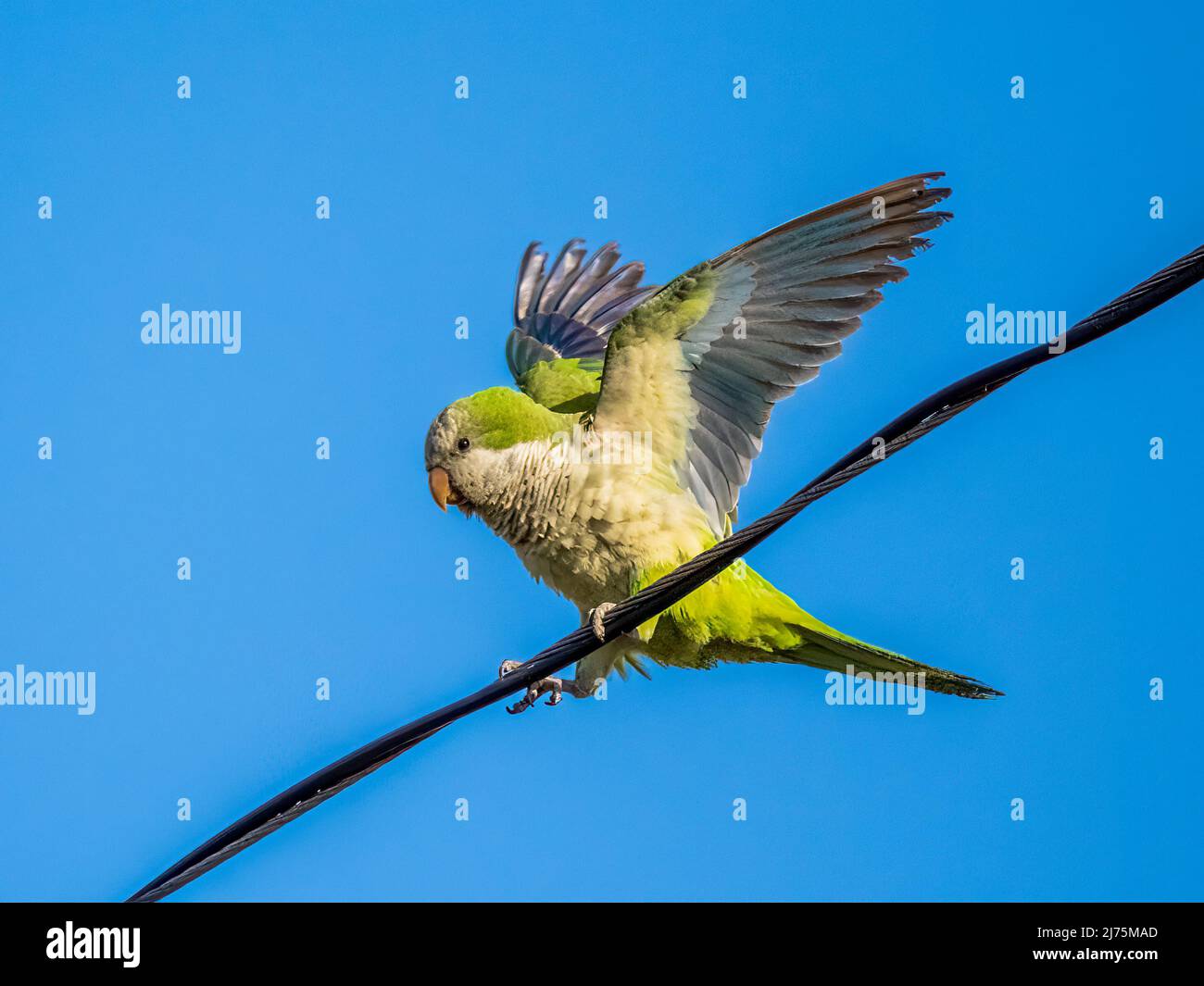Wild Parakeets sitting on an electric line against a blue sky in ...