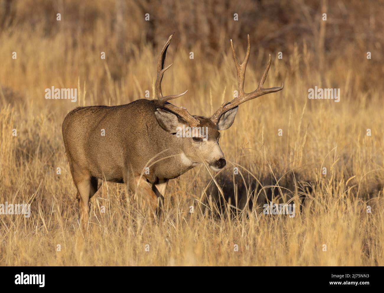 Mule Deer Buck in Colorado in Autumn Stock Photo - Alamy