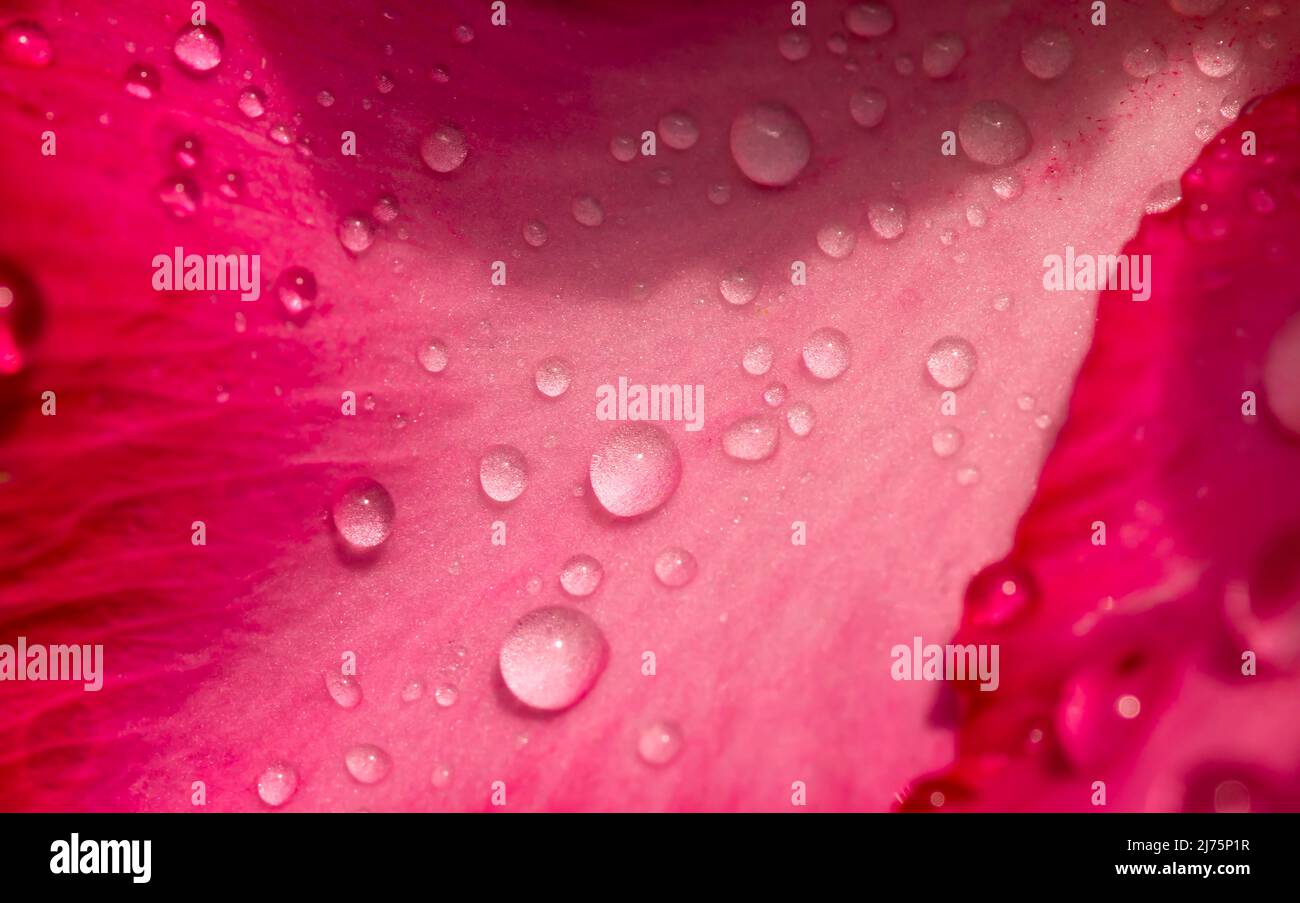 Close up of Adenium flower, also known as desert rose, with water ...