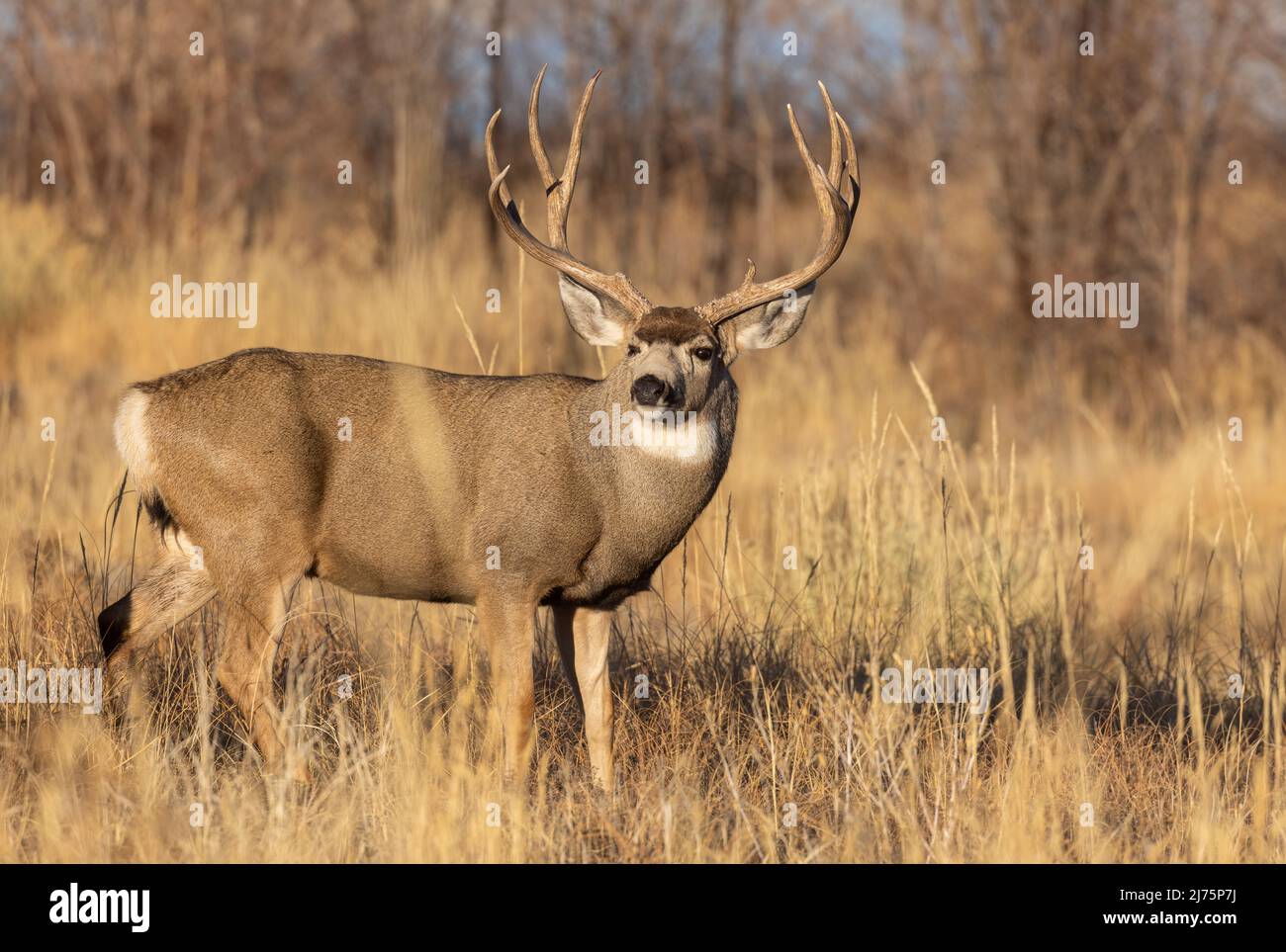 Mule Deer Buck in Colorado in Autumn Stock Photo - Alamy