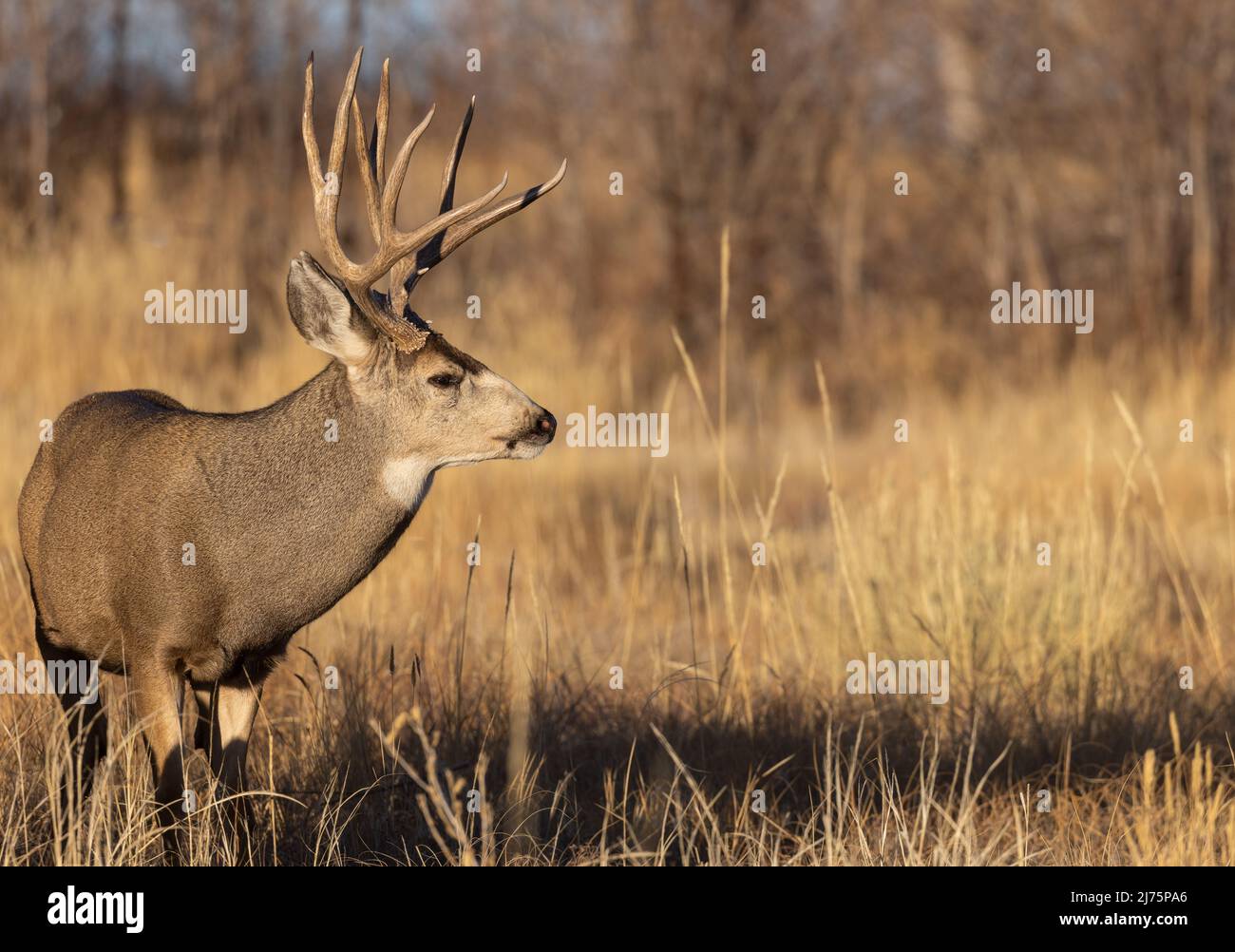 Mule Deer Buck in Colorado in Autumn Stock Photo - Alamy