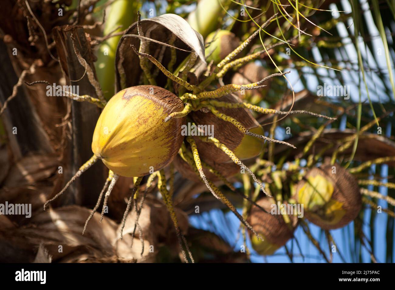 Coconut tree growing on beach hi-res stock photography and images - Alamy