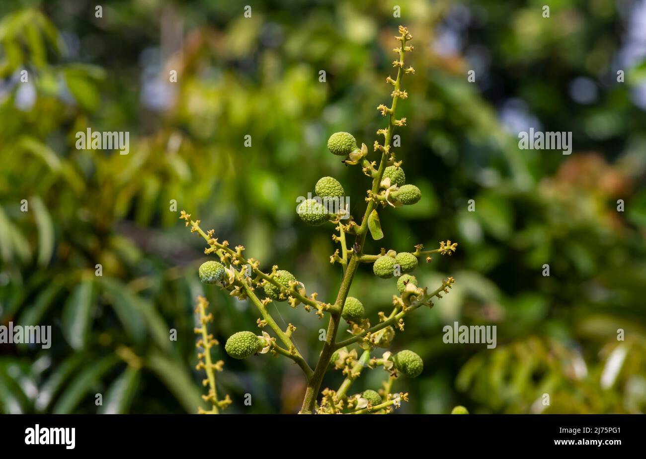 Longan flowers and young fruits (Dimocarpus longan), shallow focus ...