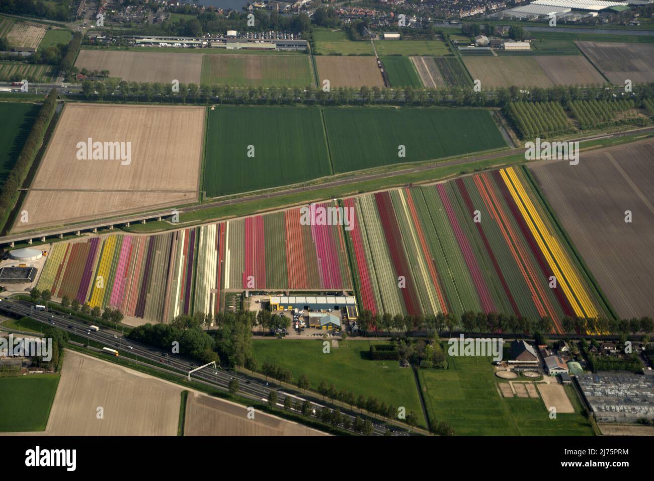 tulip fields holland aerial view from airplane while landing at ...