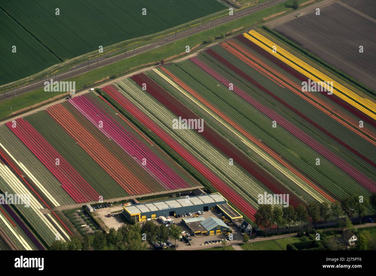 tulip fields holland aerial view from airplane while landing at ...