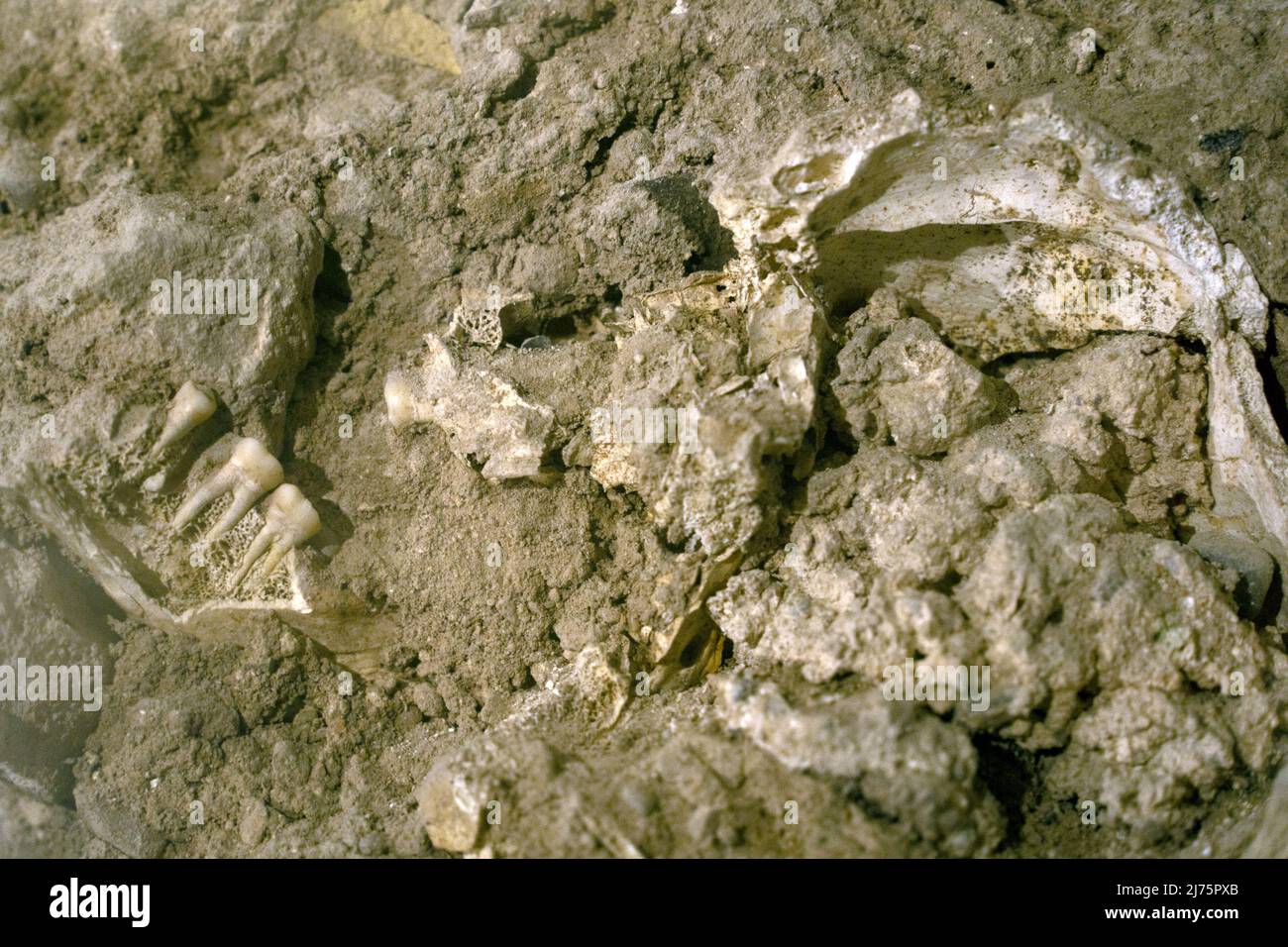 human skull and bones in a crypt Stock Photo - Alamy