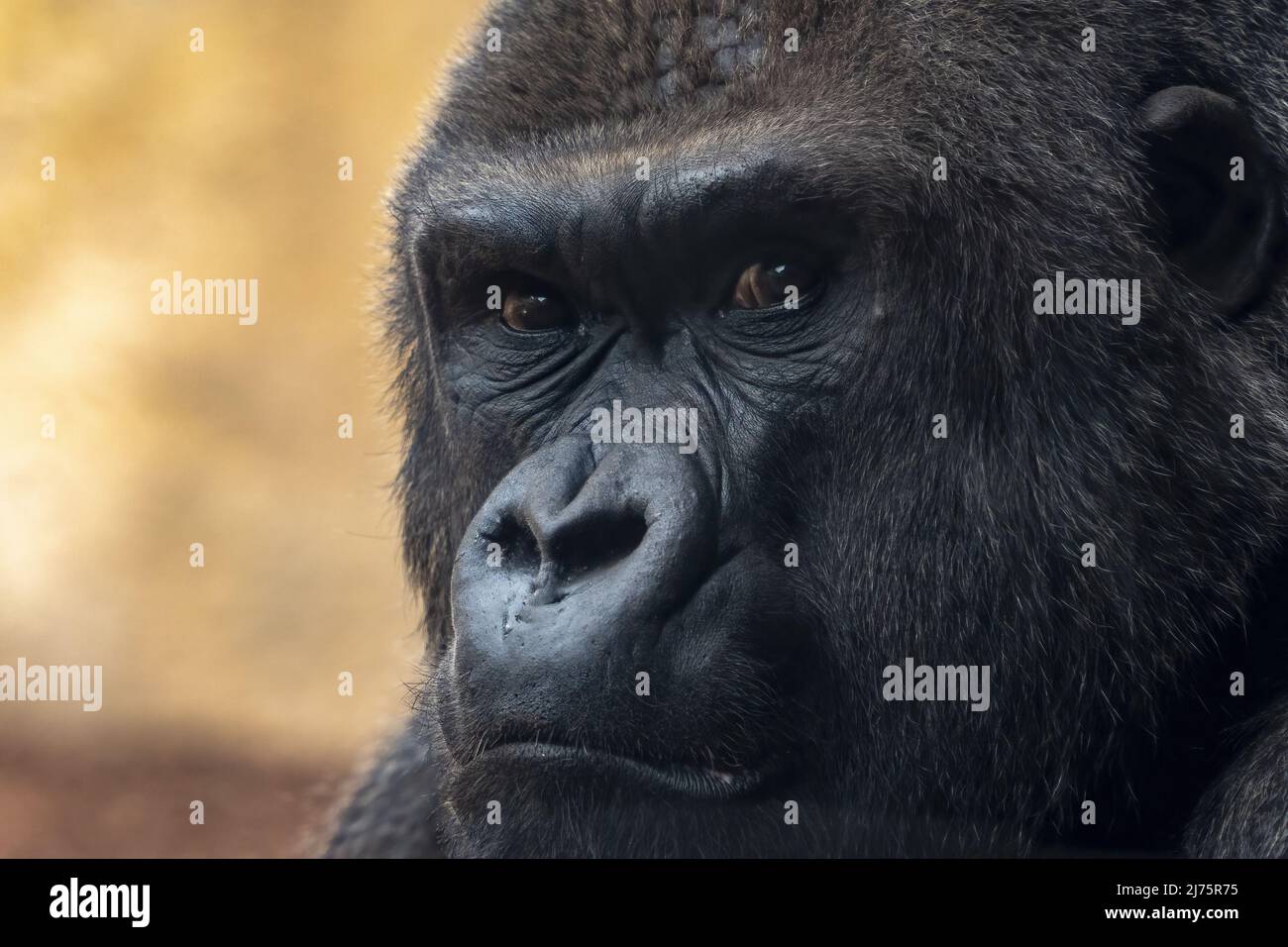 silverback king gorilla face close up eyes contact looking at you ...