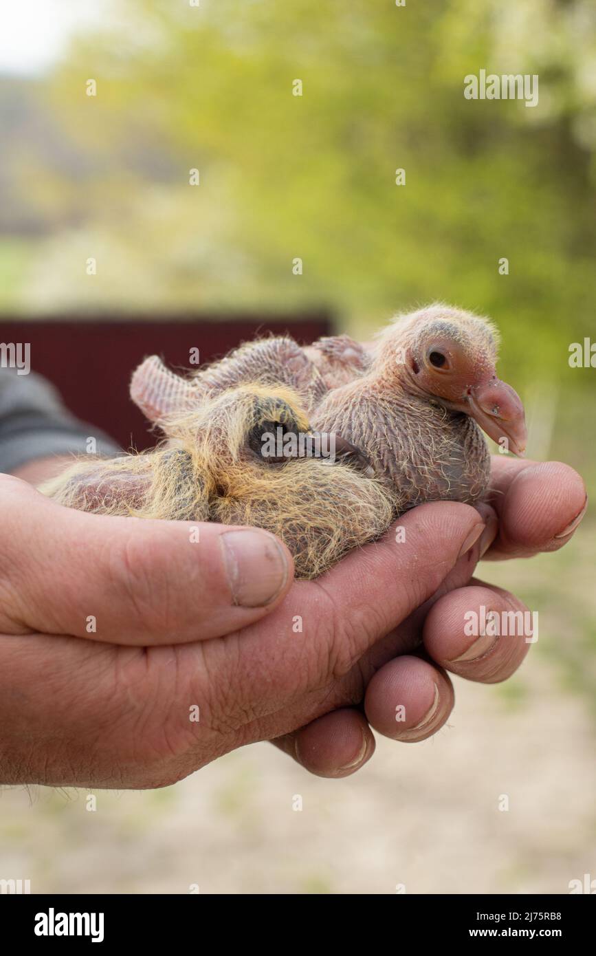 A pair of pigeon chick in fancier hand Stock Photo - Alamy