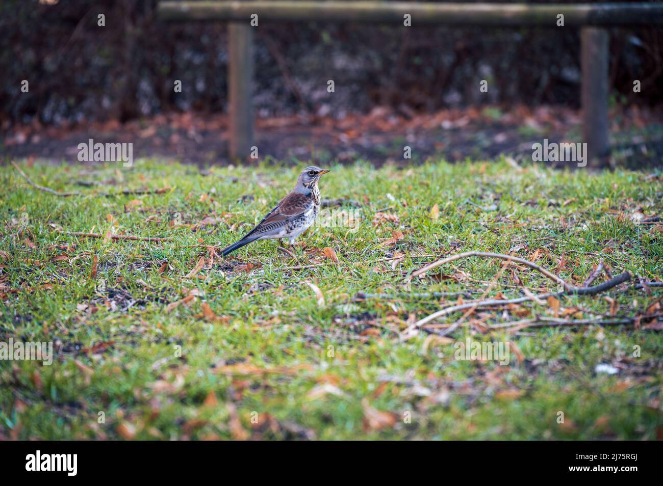 Fieldfare bird standing in green grass in park setting Stock Photo - Alamy