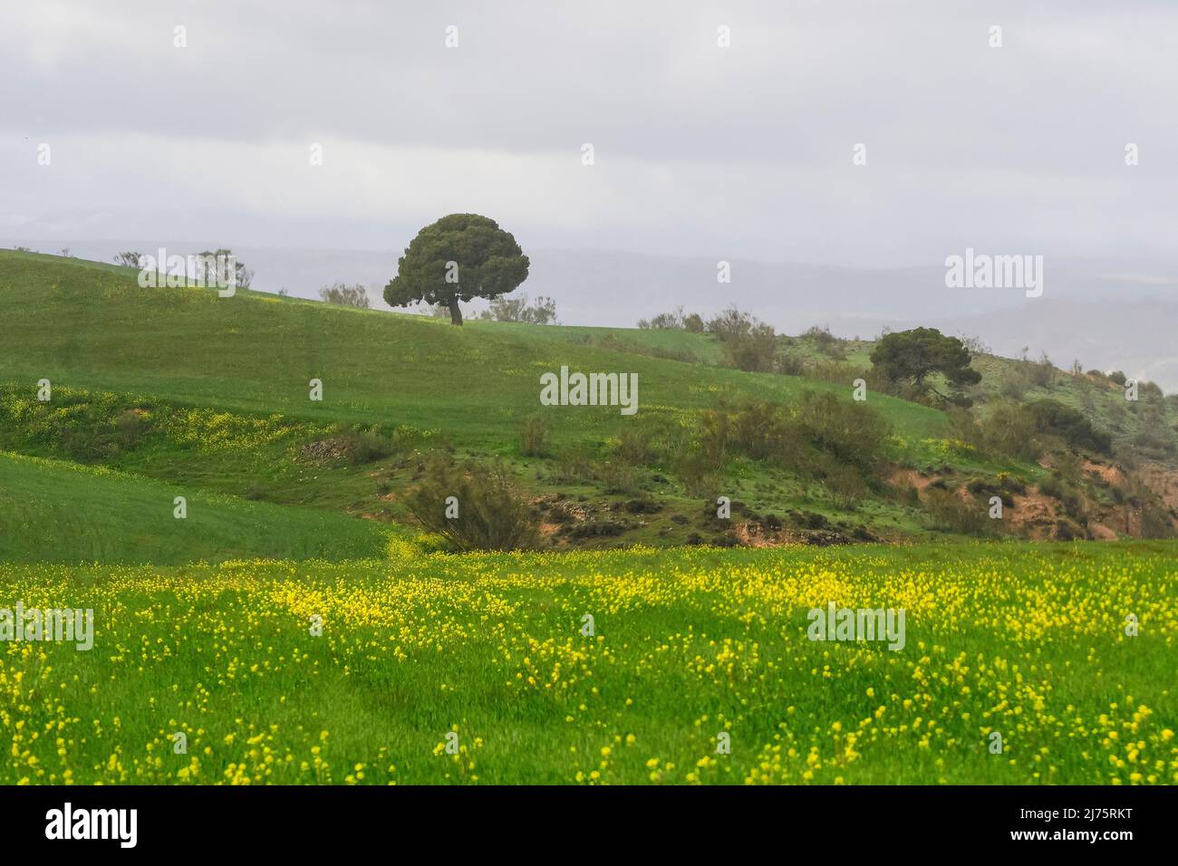 Panoramic view of a cereal field, with isolated trees in the Dehesa ...