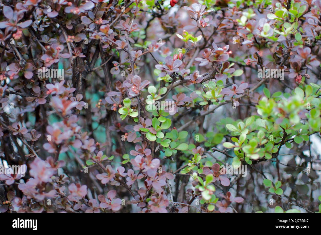 Milano fine art hi-res stock photography and images - Alamy