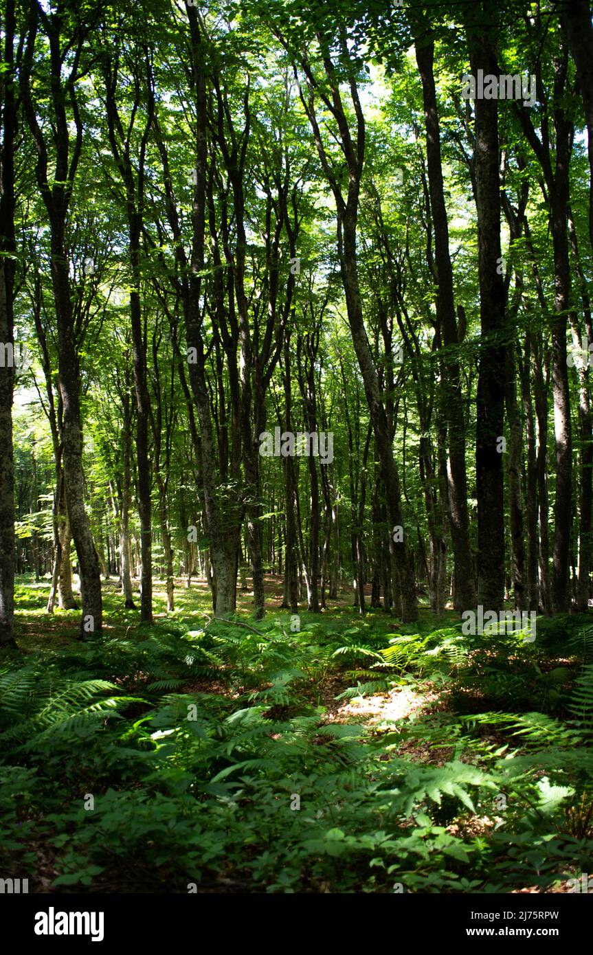 A thicket of wild ferns in a dark forest among huge trees. Vertical ...