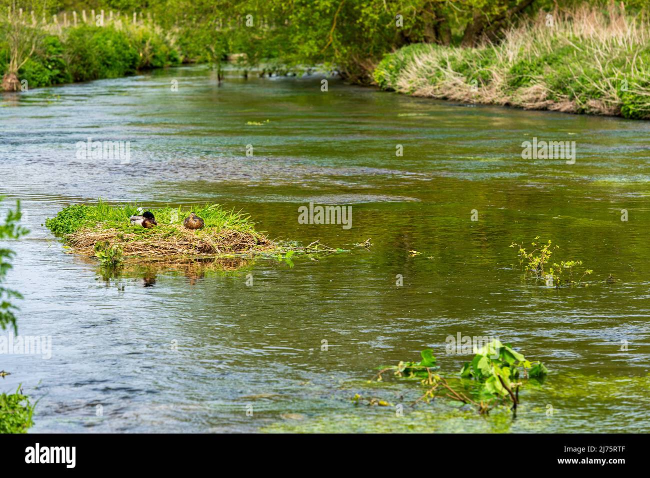 River Stour near Canterbury in Kent, England Stock Photo - Alamy