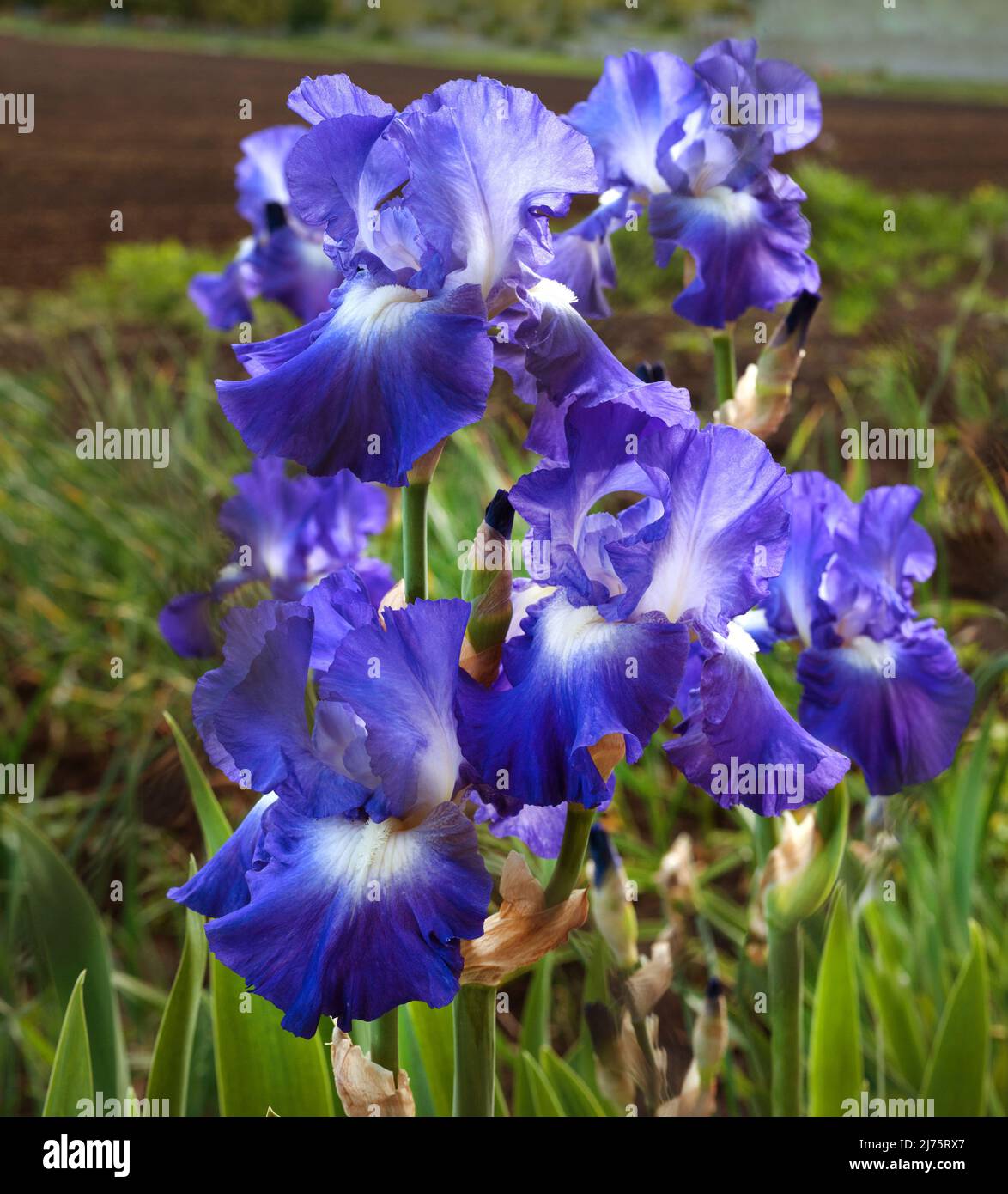 Deep violet irises hi-res stock photography and images - Alamy