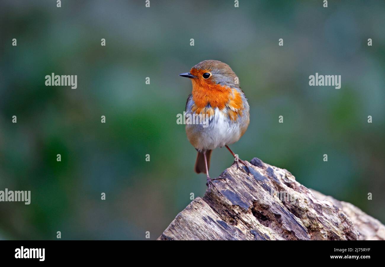 Photo of a robin on a log hi-res stock photography and images - Alamy