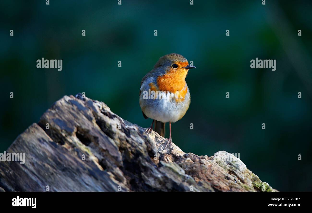 Eurasian robin perched on a log in the woods Stock Photo - Alamy