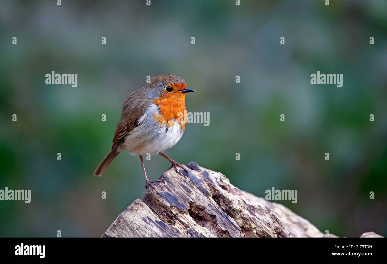Eurasian robin perched on a log in the woods Stock Photo - Alamy