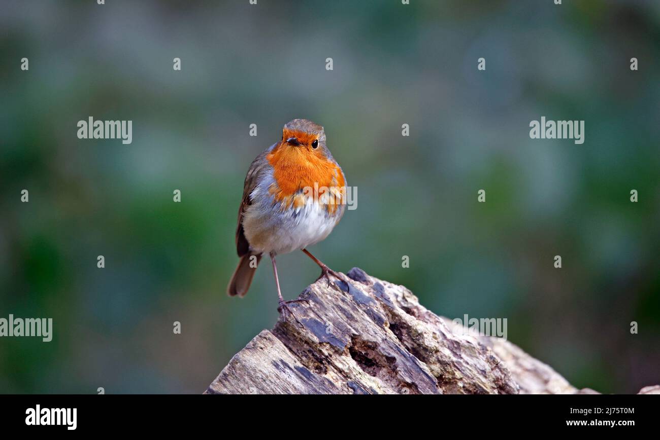Photo of a robin on a log hi-res stock photography and images - Alamy
