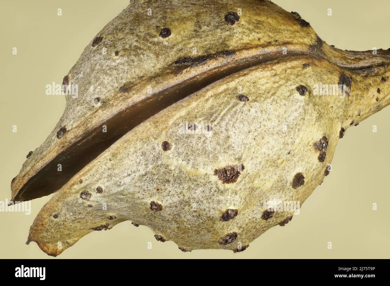 Isolated fruit of Willow-leaved Hakea (Hakea salicifolia). Australian ...