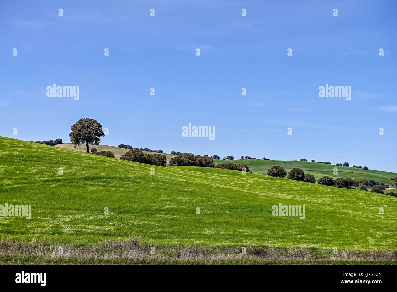 Panoramic view of a cereal field, with isolated trees in the Dehesa ...