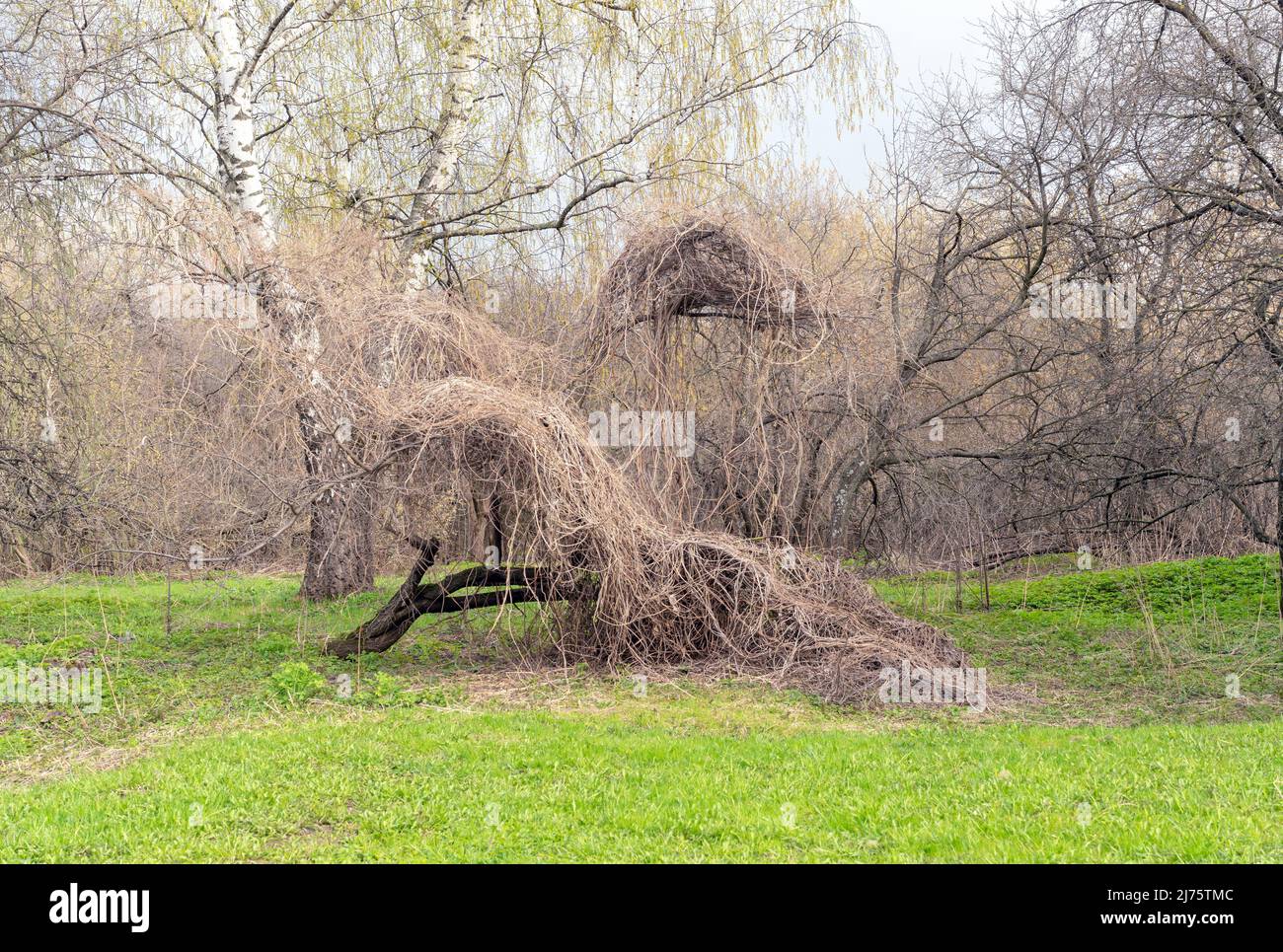 Willow tree creeping along the ground. Falling willow tree in a spring ...