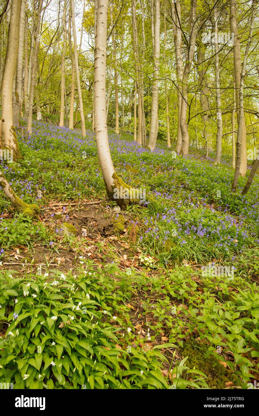 Bluebell hillside hi-res stock photography and images - Alamy
