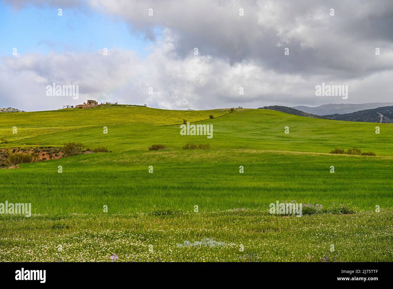 Panoramic view of a cereal field, rural cereal agriculture Stock Photo ...